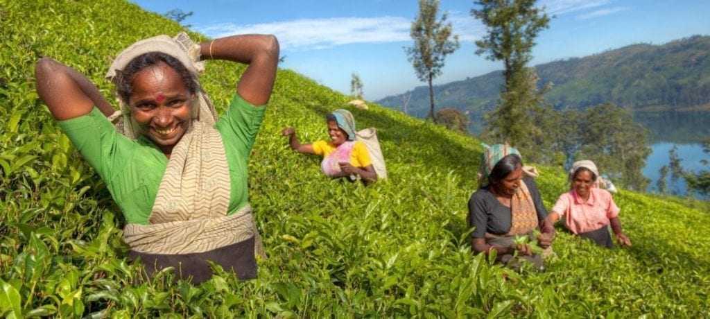 Celebrating 150 years of Sri Lankan tea! - Unique Travel